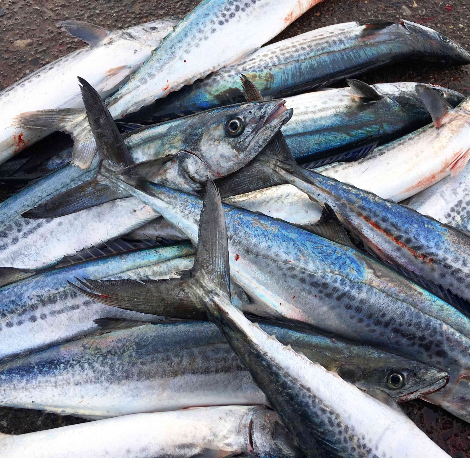 【サゴシ攻略！】おすすめのサゴシ・サワラルアー！揃えておきたい人気のアイテム！